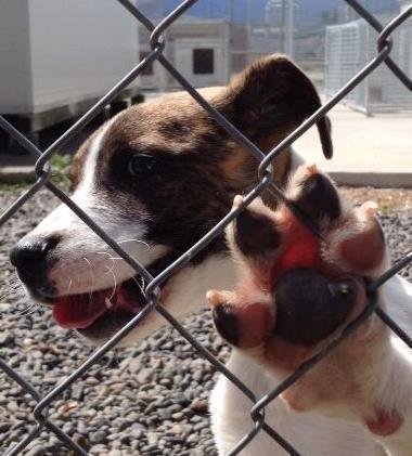 Petition · Waive listing fees for rescue organisations to advertise ...