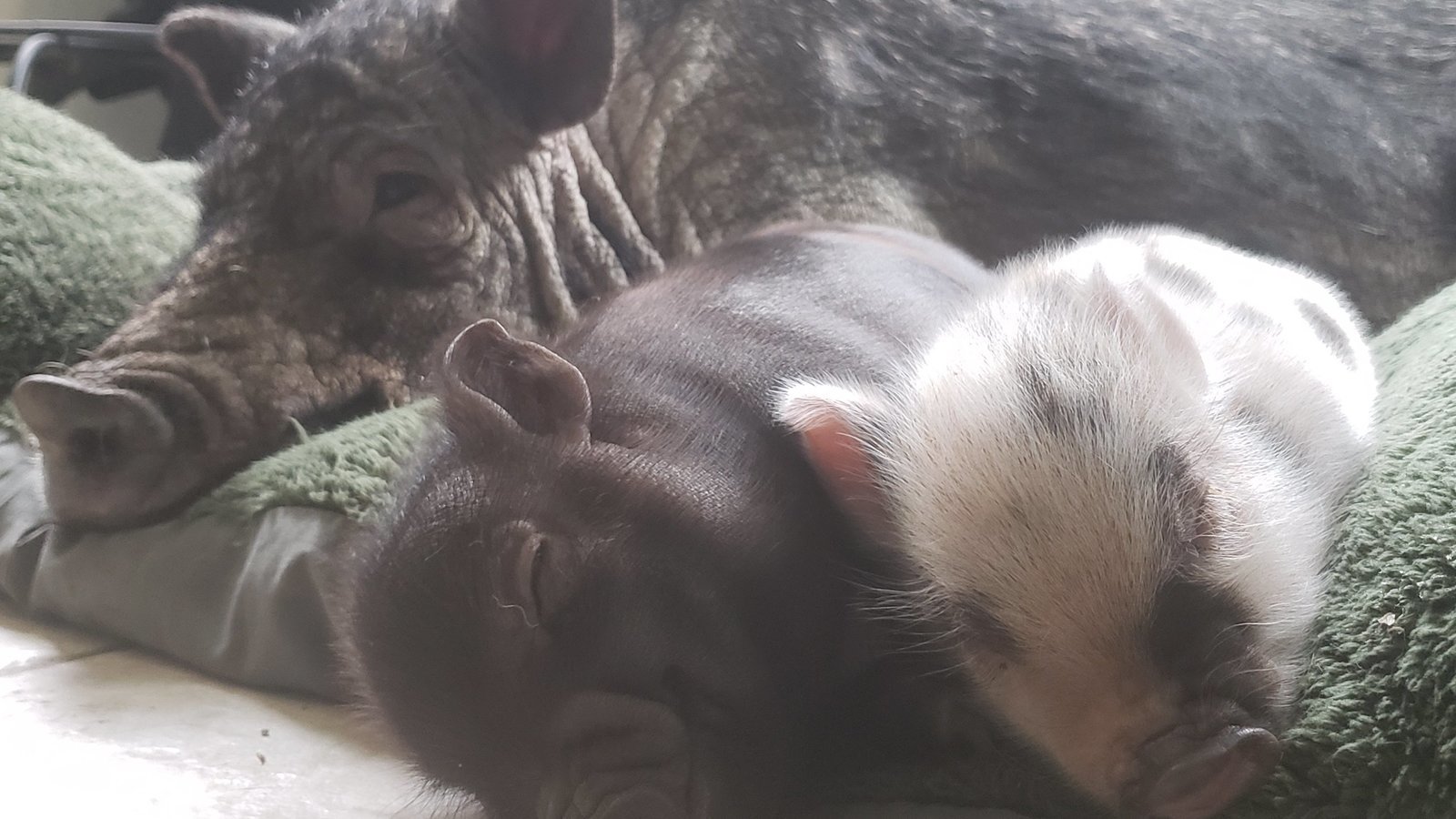 Petition · Help this Veteran save his pigs! - Minneapolis, United ...