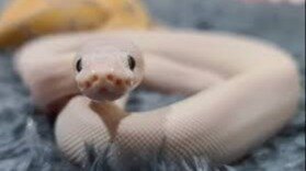 Petition · Petition to make ball pythons legal in australia - Australia ...