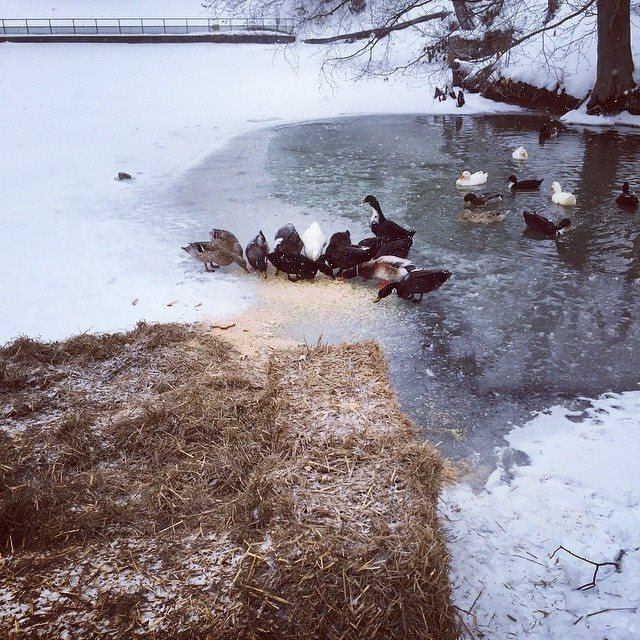 Petition · Help Save Our Campus Ducks - United States · Change.org