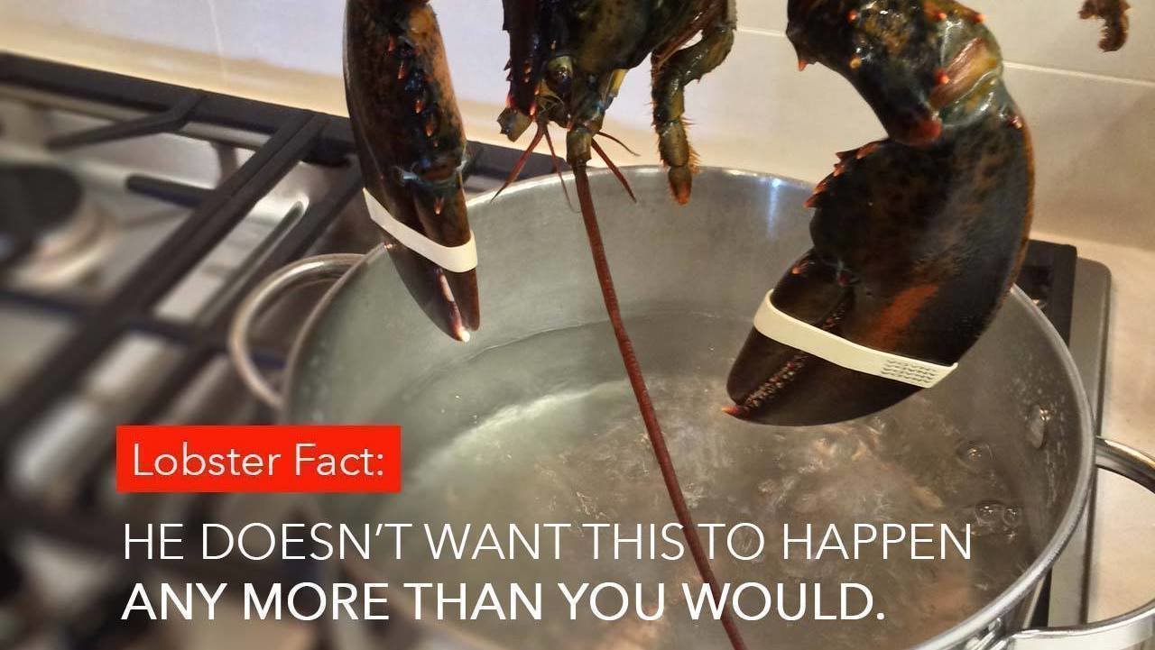 Petition · Stop boiling lobsters alive- Norwich doesn't need it ...