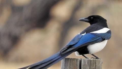 Petition · Replace Ben Isitt with a magpie! - Canada · Change.org