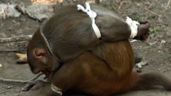 Petition · WITHDRAW VERMIN status allotted to Monkeys in Himachal ...