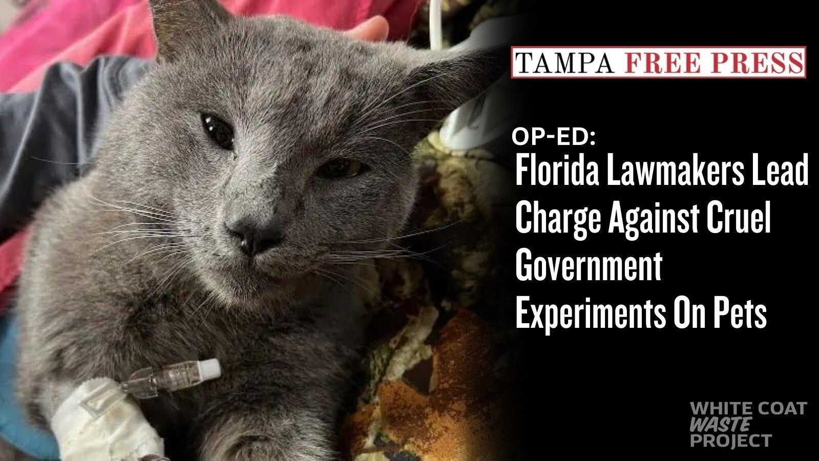 Petition update · Ending Government Cat Abuse: How You Can Help ...