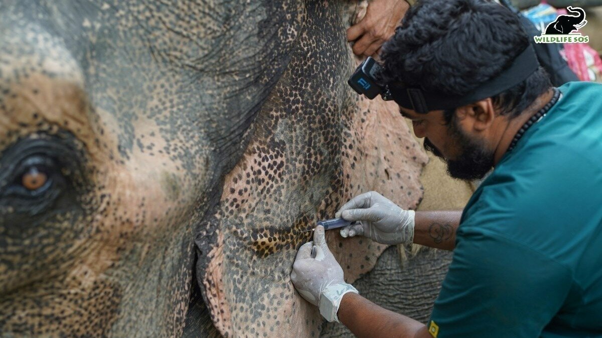 Petition update · First Elephant Health Clinic Completed in Assam ...