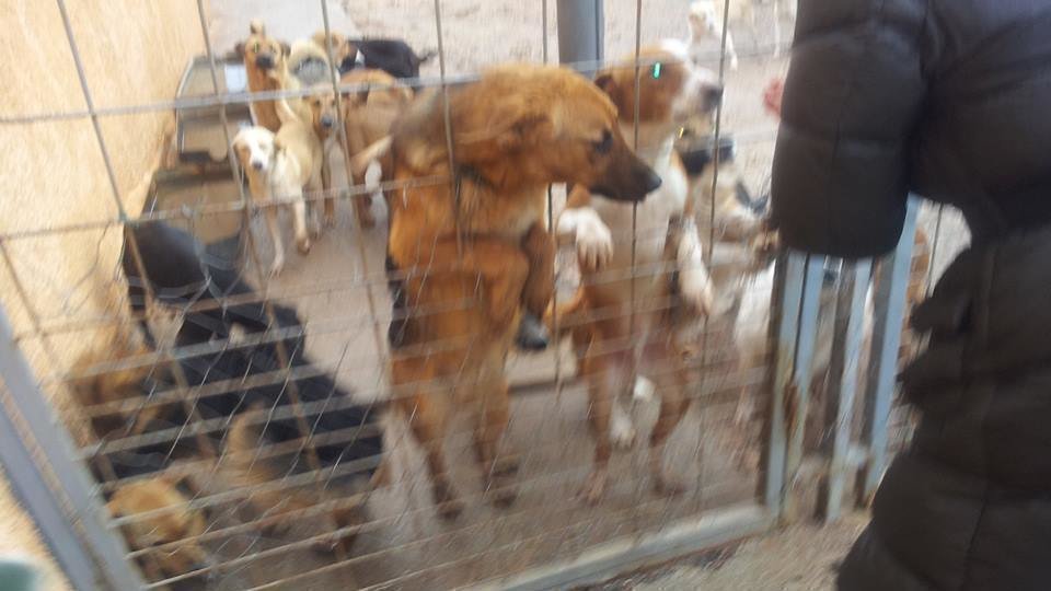 Petition · Open The Door For The Volunteers And Visitors Of Asylum ...