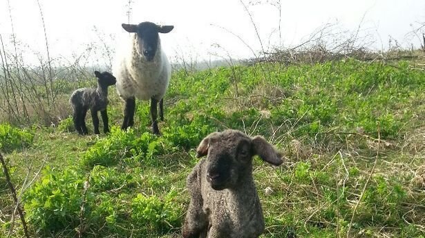 Petition · Ensure that Rangers are always present on site at Bedfont ...