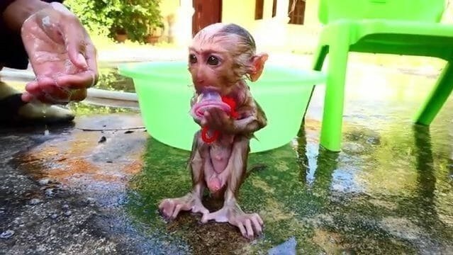 Petition · Facebook Stop Allowing Animal Cruilty Videos - Stop ...