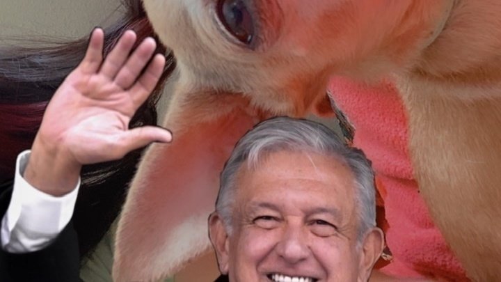 Petición · Ponerle de nombre “amlo” a mi perra - Estados Unidos ...