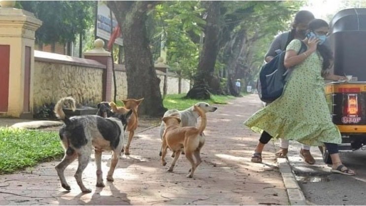 Petition · Stray Dog Menace in Noida - India · Change.org