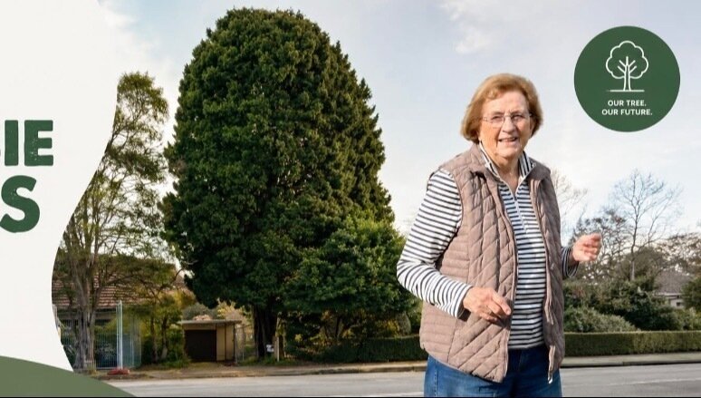 Petition · Stop the removal of 100 year old heritage tree in Thornleigh ...