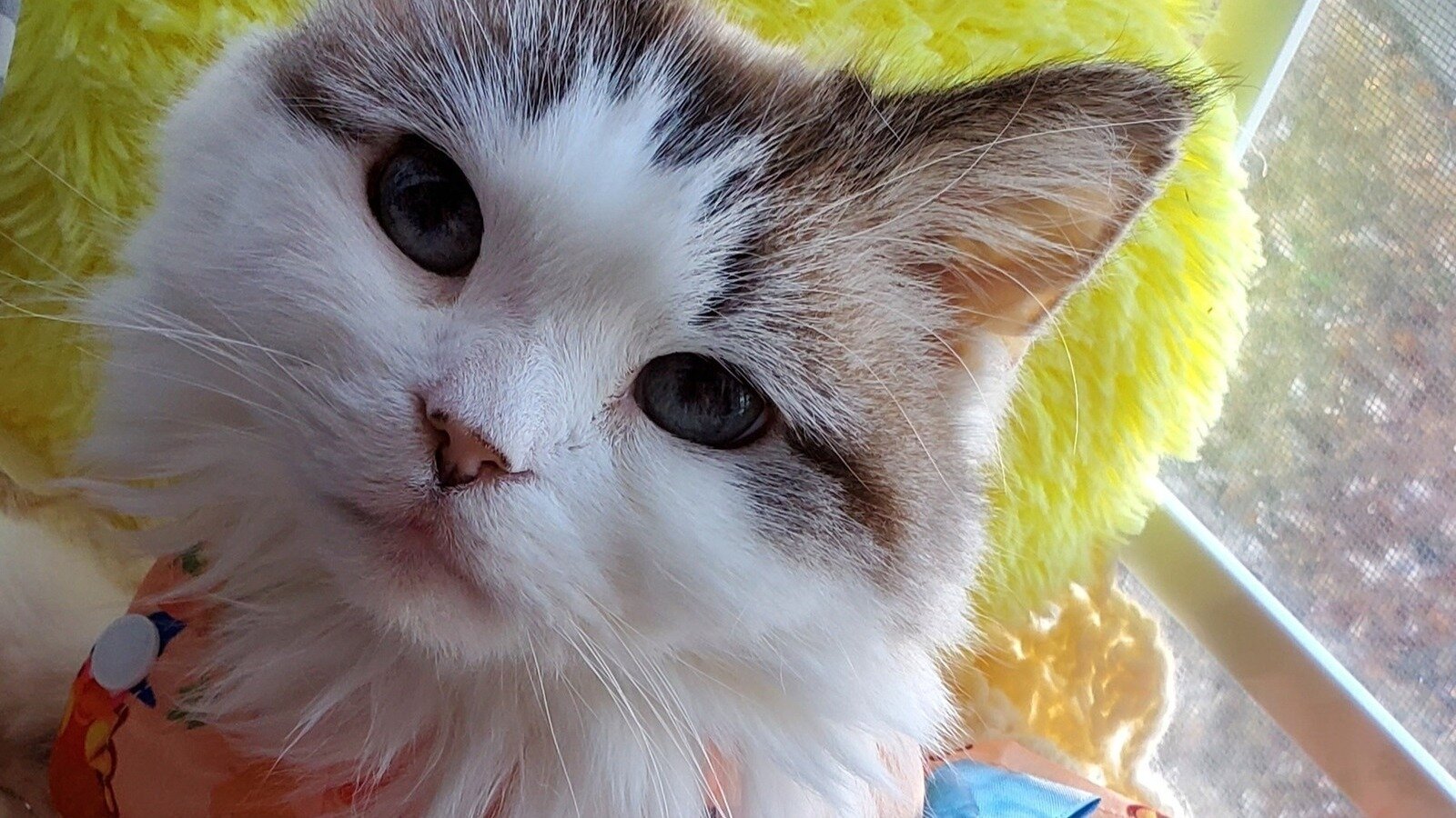 Petition · Grant Legal Recognition for Cats as Service Animals - United ...