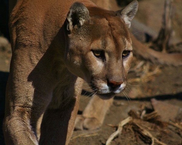 Petition · Stop Nevada's Predator Overkill Program - United States ...