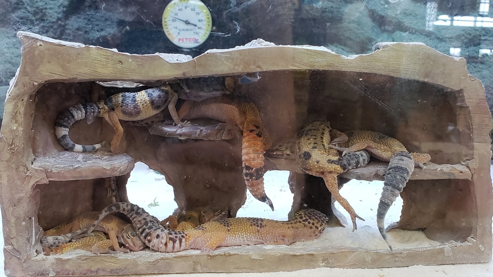 Petition Change Animal Care Laws For Pet Stores Change Petition Change Animal Care Laws For Pet Stores Change