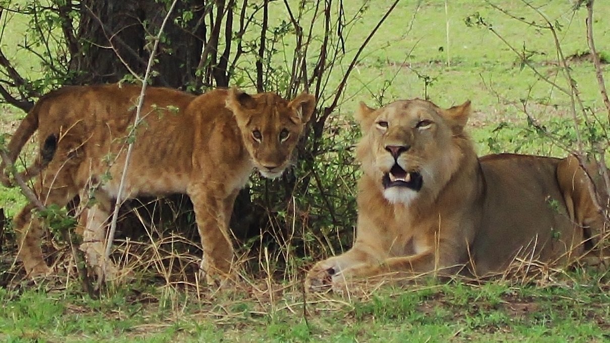 Petition · STOP TROPHY HUNTING - United Kingdom · Change.org