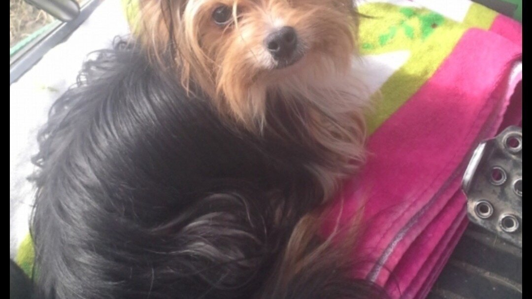 Petition · Return My Beloved Dog to Me - Canada · Change.org