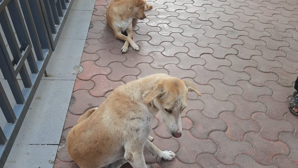 Petition · Save the poor strays animals . We must realise that in these ...