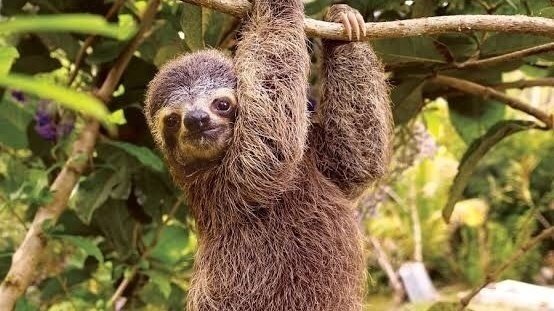 Petition · Get apple to add a sloth emoji - Australia · Change.org