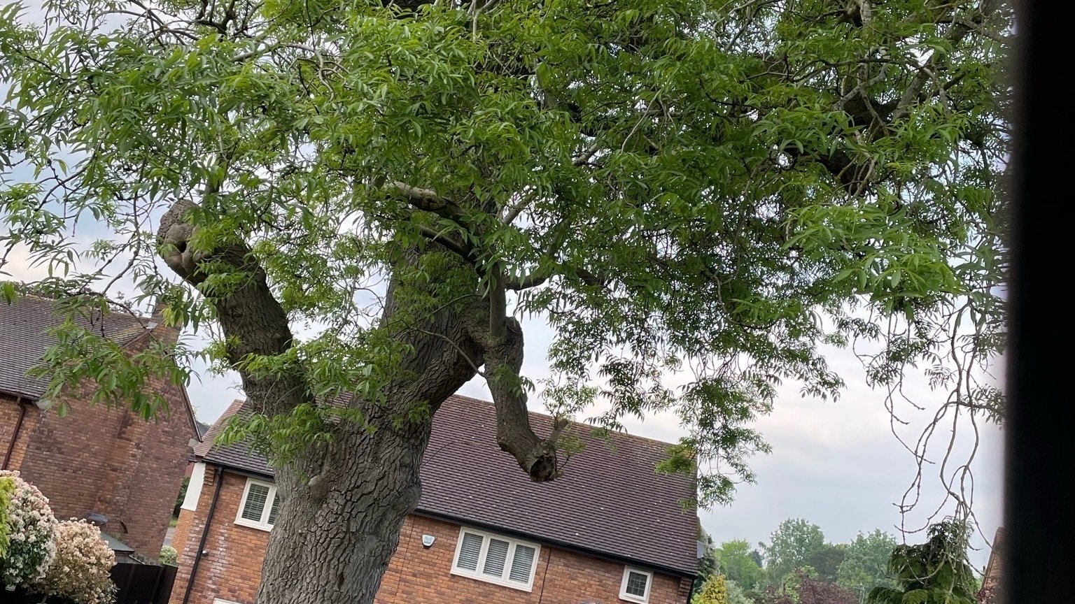 Petition · Save This Beautiful Ash Tree From being felled by Coventry ...