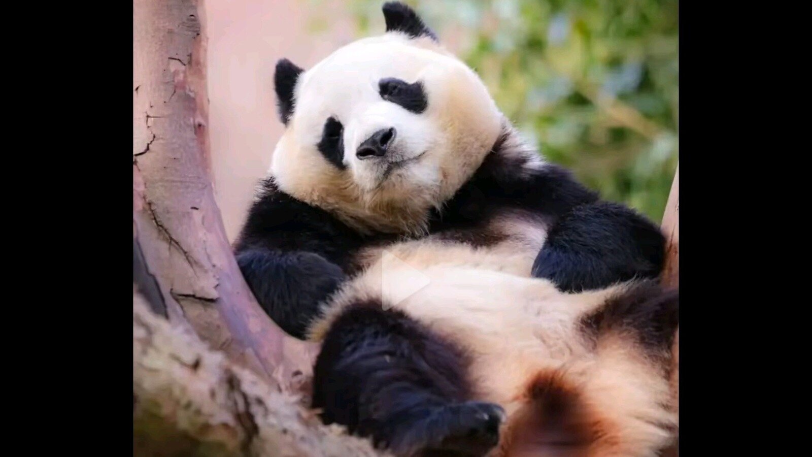 Petición · SOS FUBAO SOS FUBAO DOIT RENTRER EN CORÉE,OU AMOUR ET ...