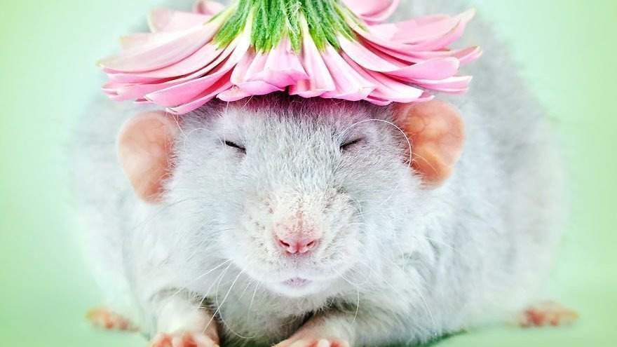 Petition · Save NYC Sewer Rats - United States · Change.org