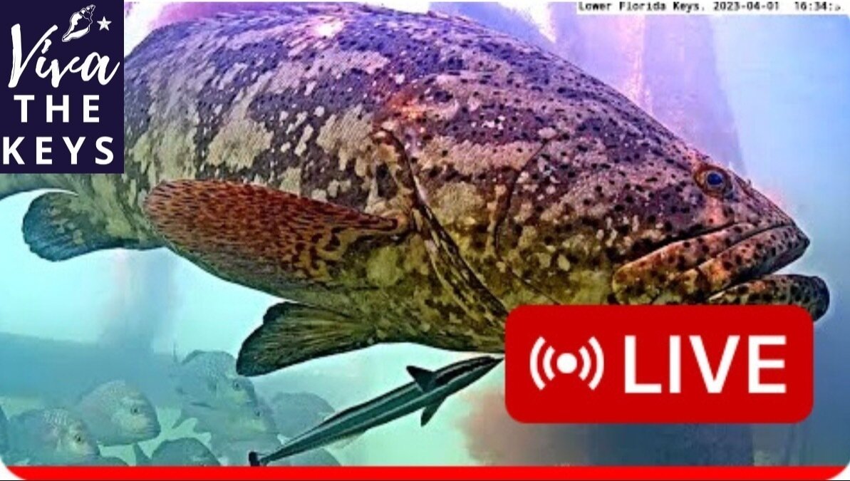 Petition · Urge Anglers to Refrain from Fishing Near Viva The Keys ...