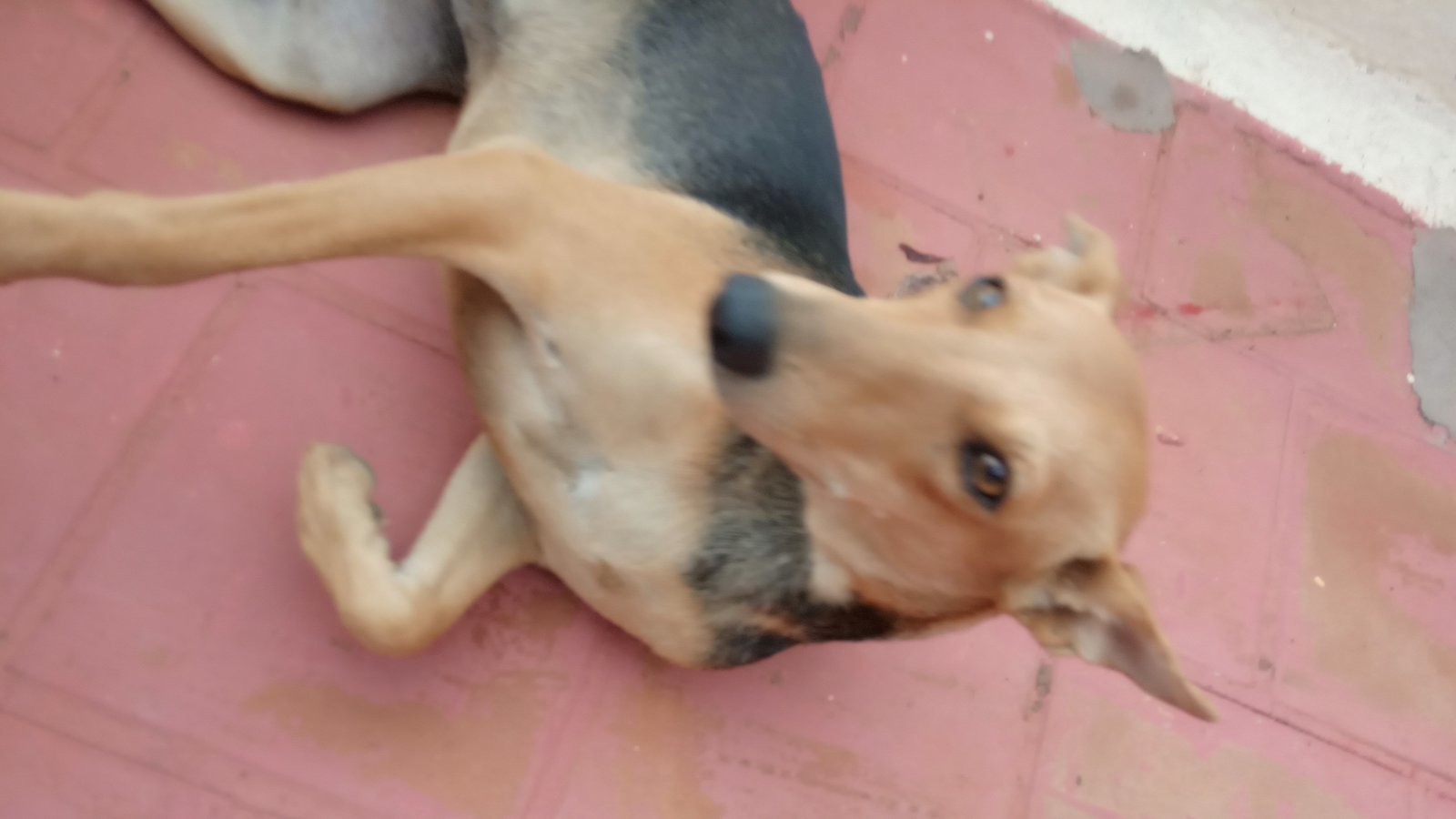 Petition · Help Nilo get Justice ! - India · Change.org