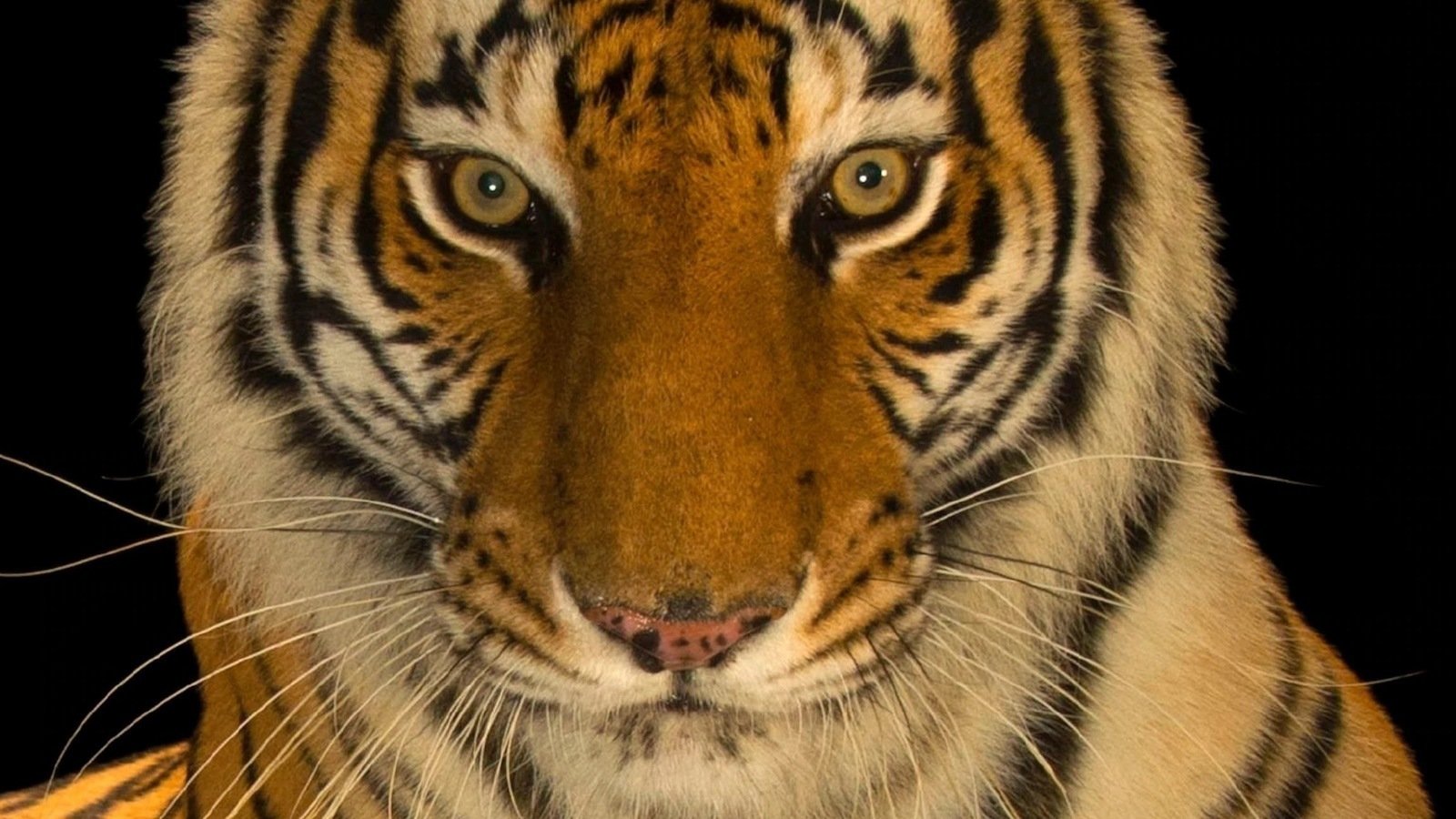 Petition · Save the Tigers! - United Kingdom · Change.org
