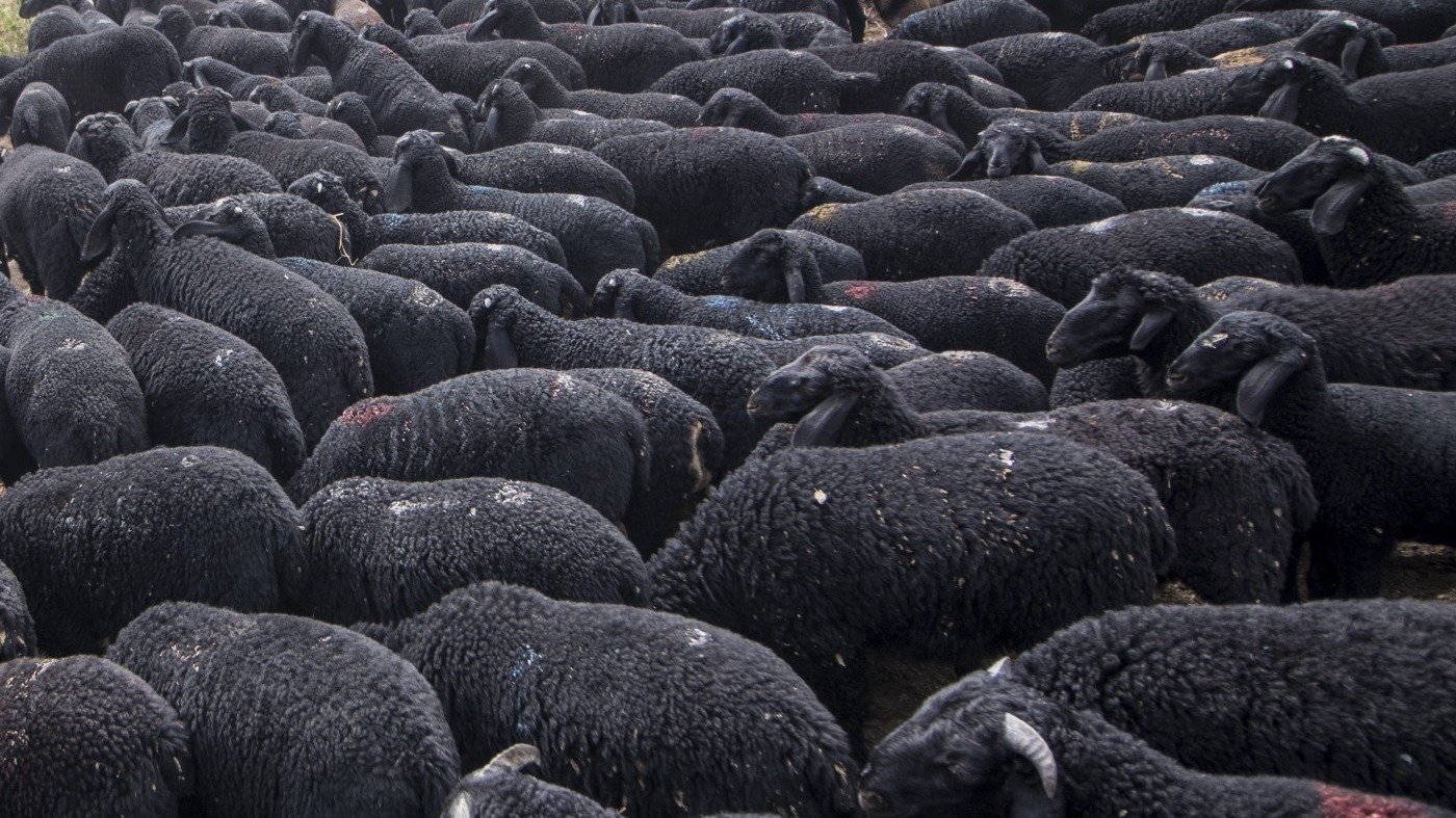 Petition · Save the future of Deccani Sheep - India · Change.org