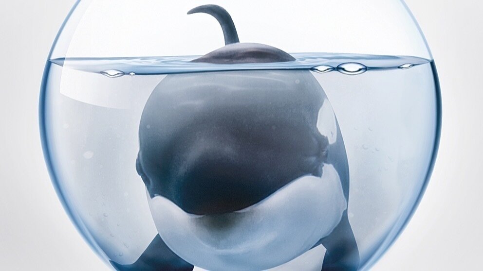 Petition · Permanently ban SeaWorld from capturing and breeding orcas ...