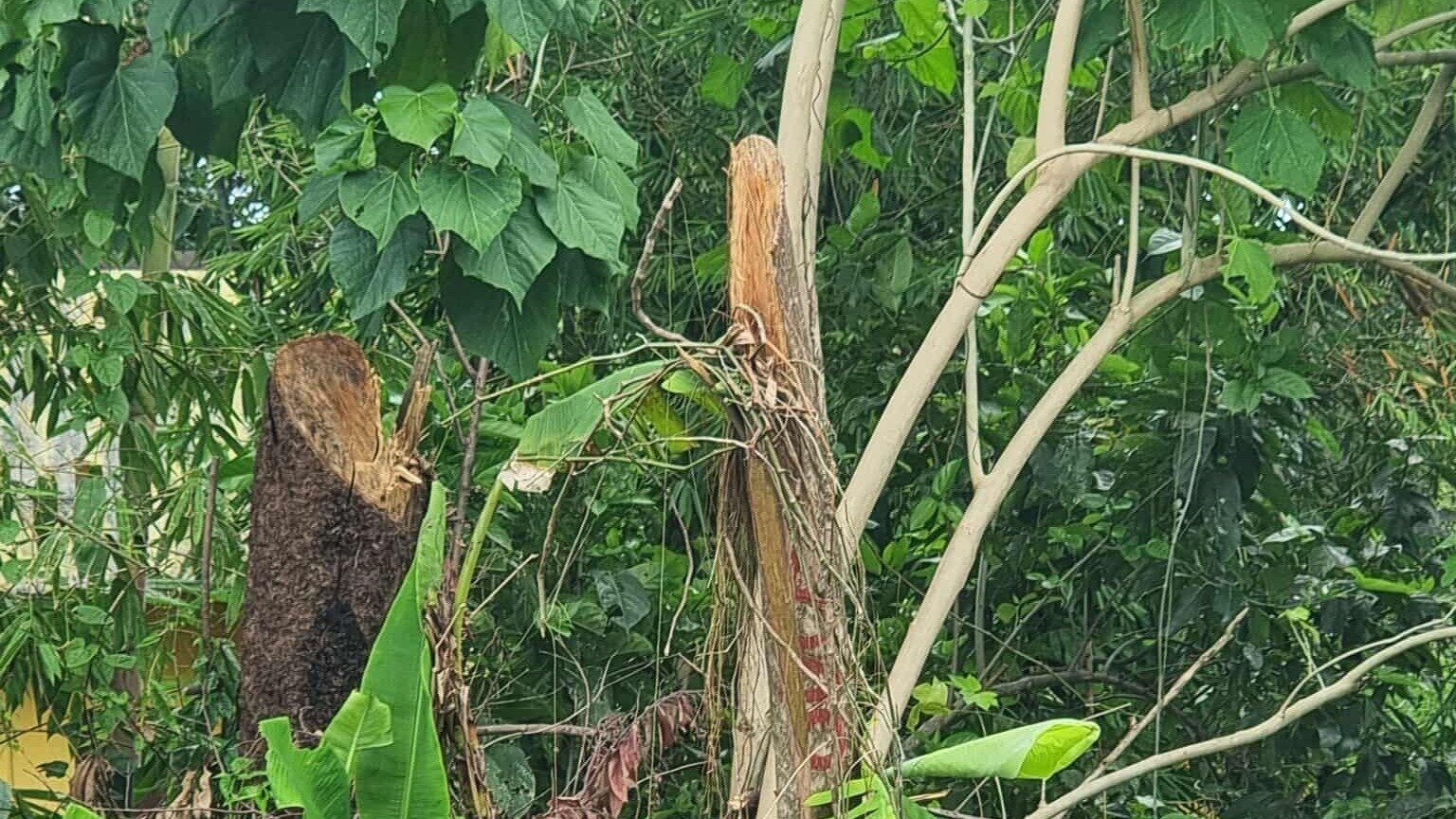 Petition · Preserve the threatened trees and wildlife along Marilaque ...
