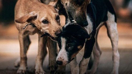 Petition · Stop The Mass Murder Of Kerala’s Dogs - India · Change.org