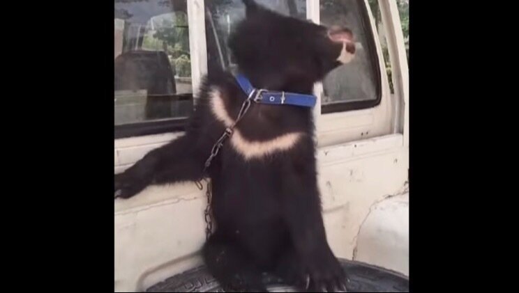 Petition · Save this bear cub from a dismal life - get it moved to IWMB ...