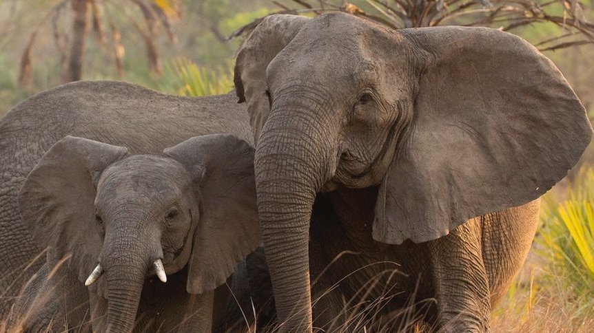 Petition · The United Nations To Encourage The Ban Of Elephant Tusking ...