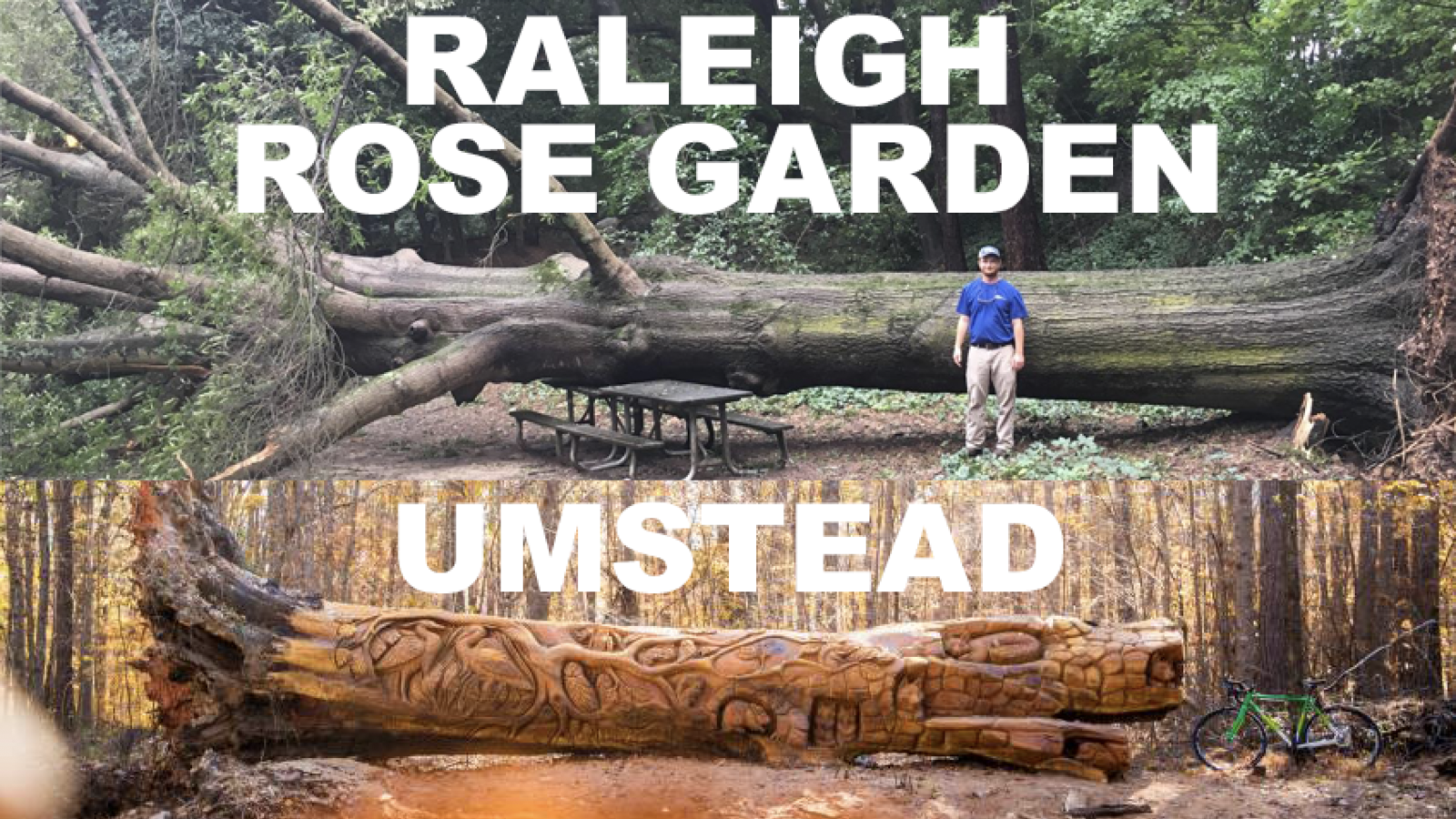 Petition · Hey Raleigh! Carve art from the Rose Garden tree - Raleigh ...