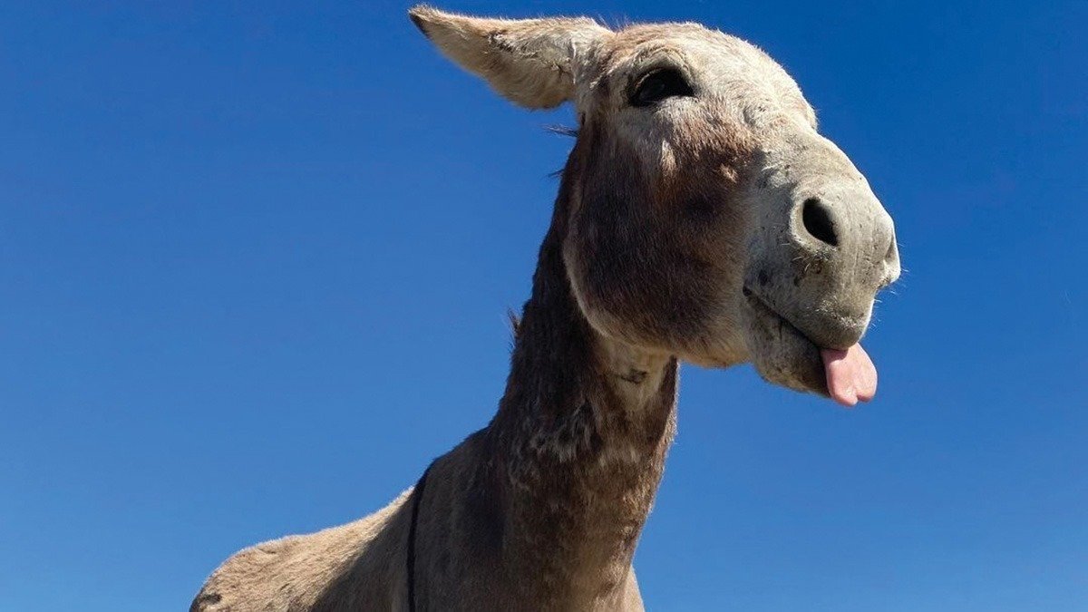 Petition · Change UC Riverside's mascot to the Burro - United States ...