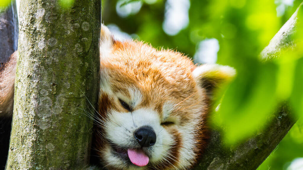 Petition · Save the endangered Red Pandas! - United States · Change.org