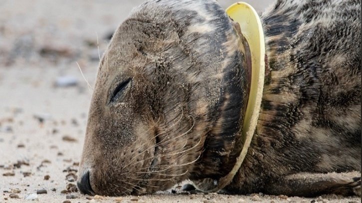 Petition · Help save sea animals - United States · Change.org