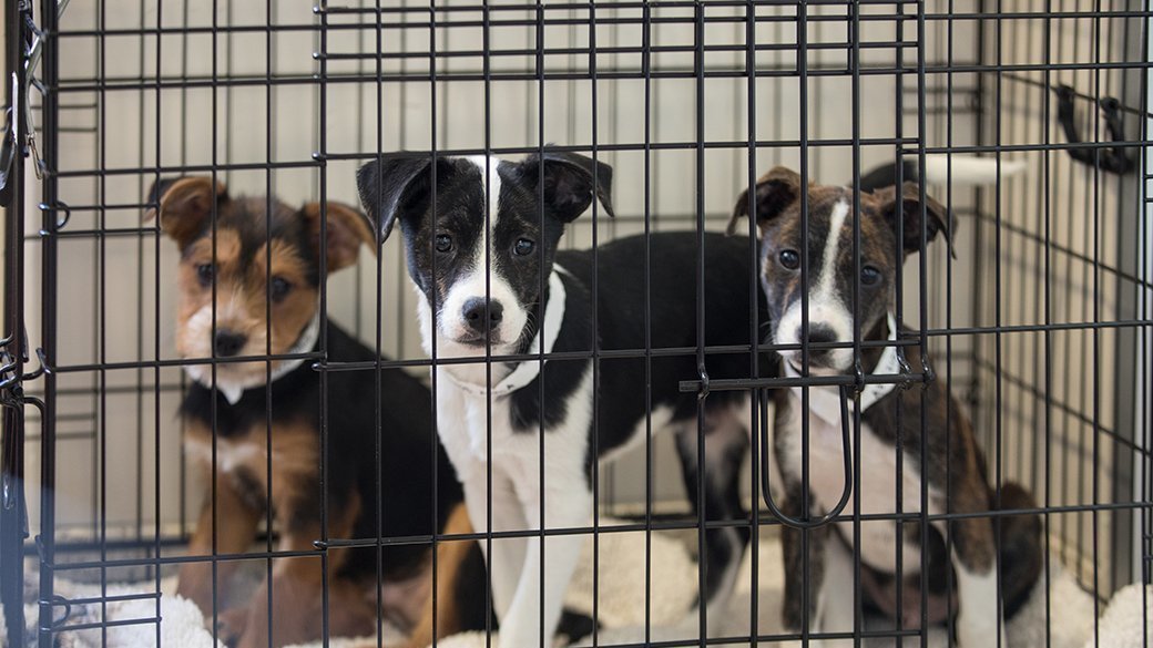 Petition · An to end ( putting down ) animals. - United States · Change.org