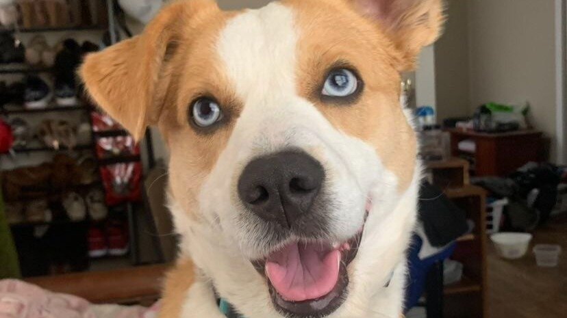 Petition · Demand Return of Stolen Dog Jaxon and Accountability for ...