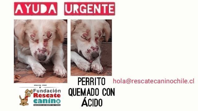 Petición · Perrito quemado con ácido perdió un ojo - Chile · Change.org
