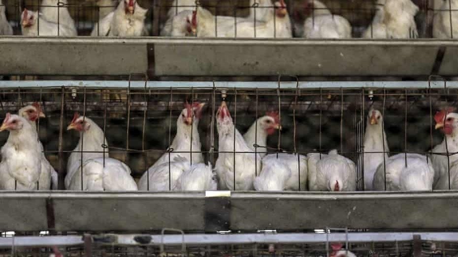 Petition · To stop caged chicken farms - Australia · Change.org