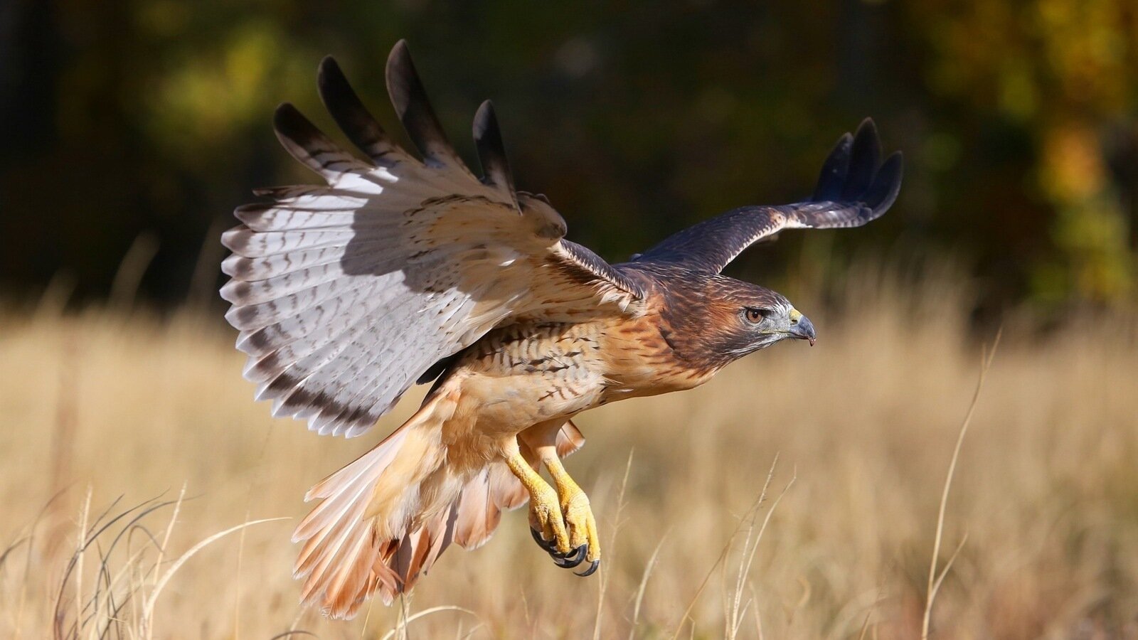 Petition · Make the Red-Tailed Hawk Utah’s New State Bird - United ...