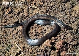 Petition · Save the Fiji Snakes · Change.org