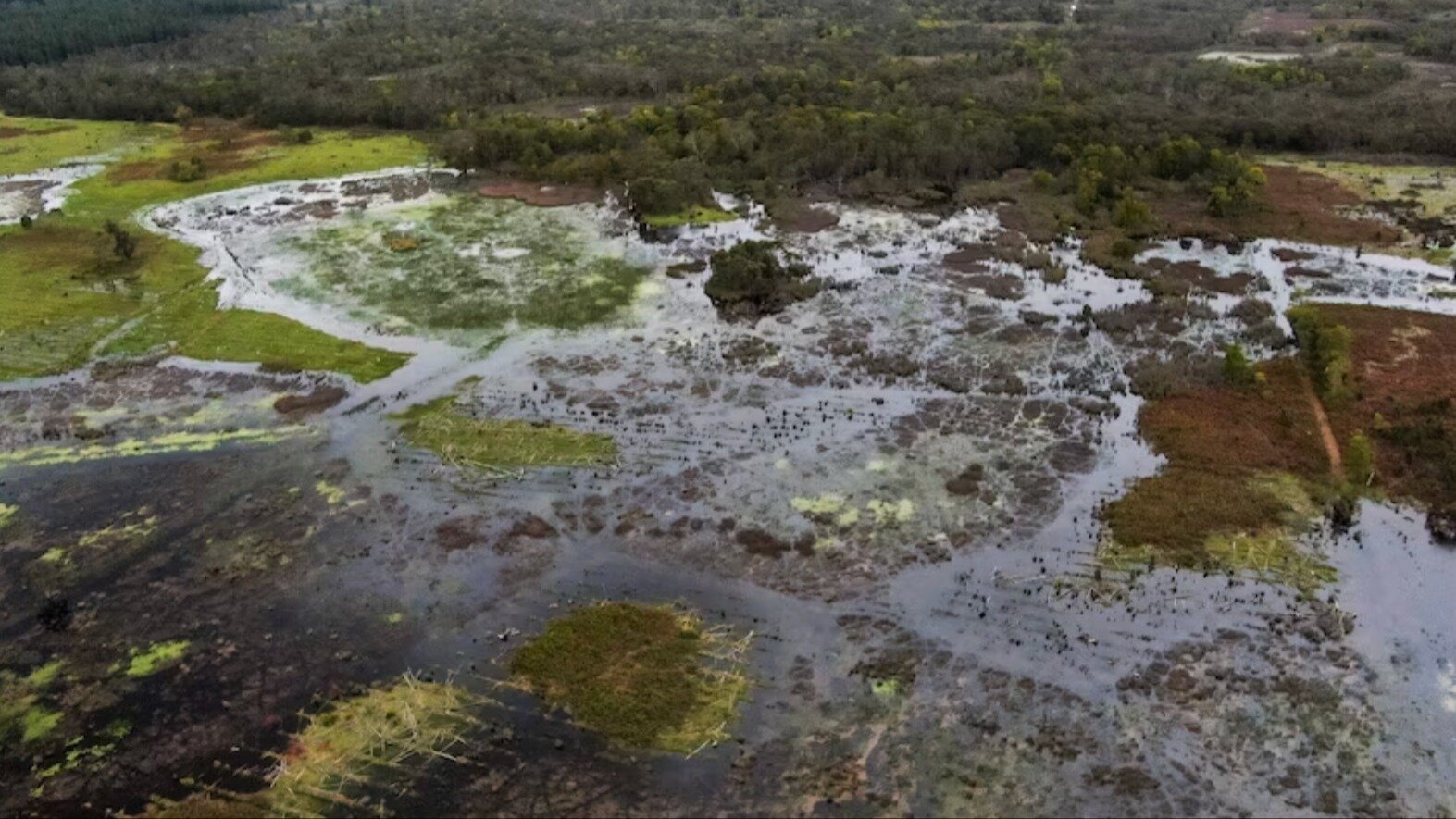 Petition · Climate Change and Fire Risks Killing Australian Swamps ...
