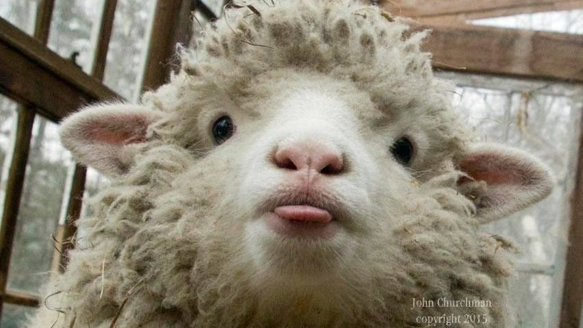 Petition · Change the singular of sheep to shoop - Netherlands · Change.org