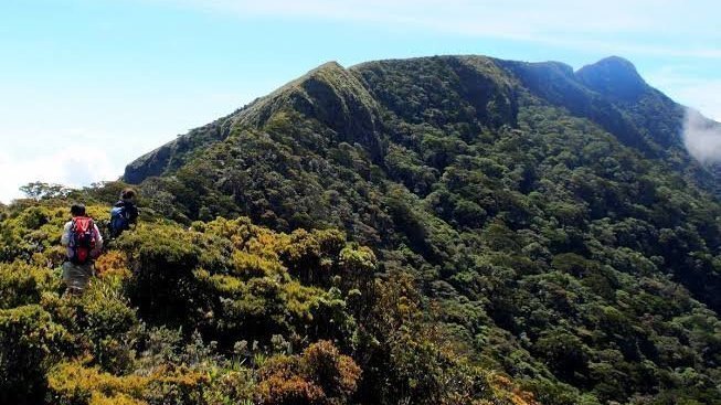 Petition · Reforestation of Mount Halcon - Philippines · Change.org