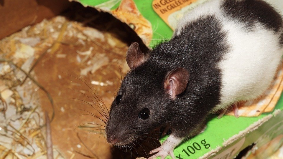 Petition · Cover birds, rats, and mice in the Animal Welfare Act ...