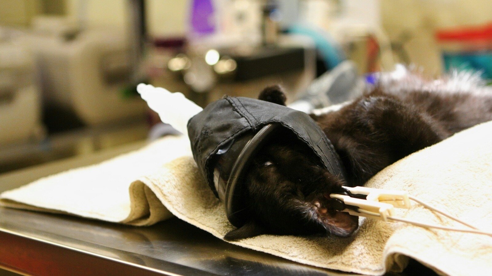 Petition · Justice for the Helpless Animals Hurt by California Vet ...