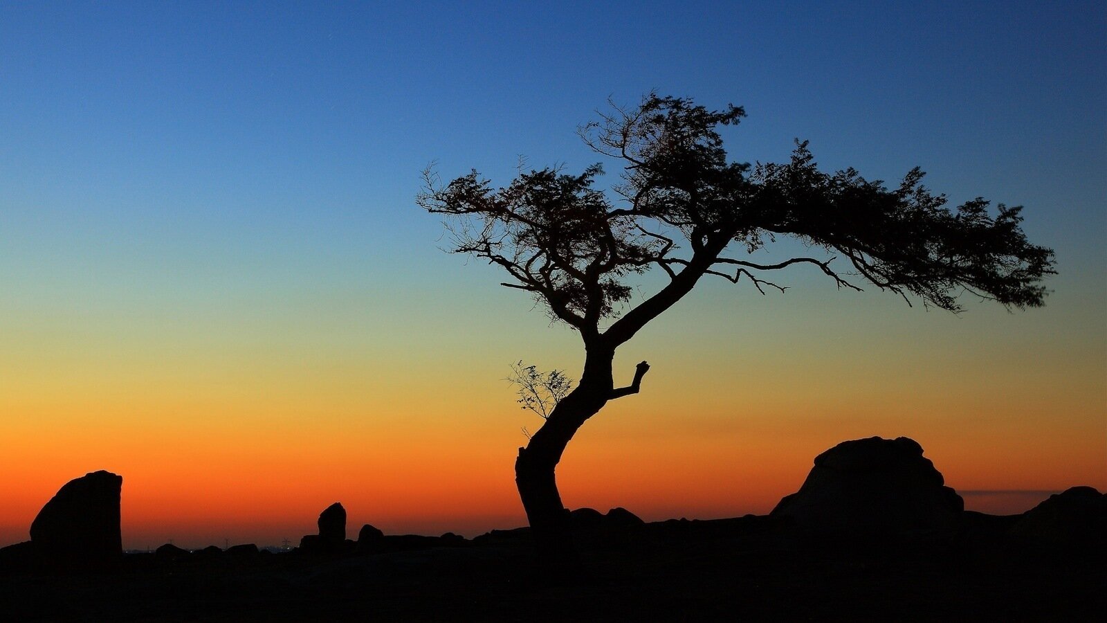 Petition · Relocate Recent Plantings to Preserve the Iconic Tree's ...